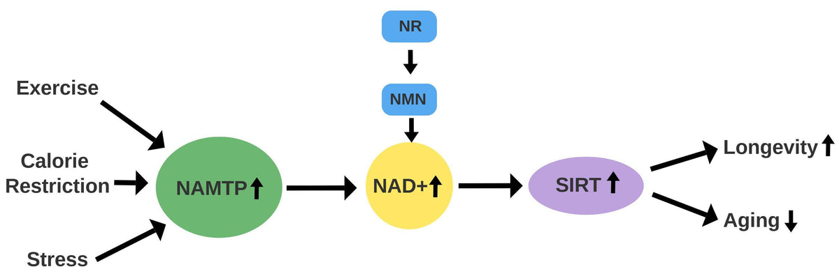 What Are Sirtuins? Activators, Benefits and Food